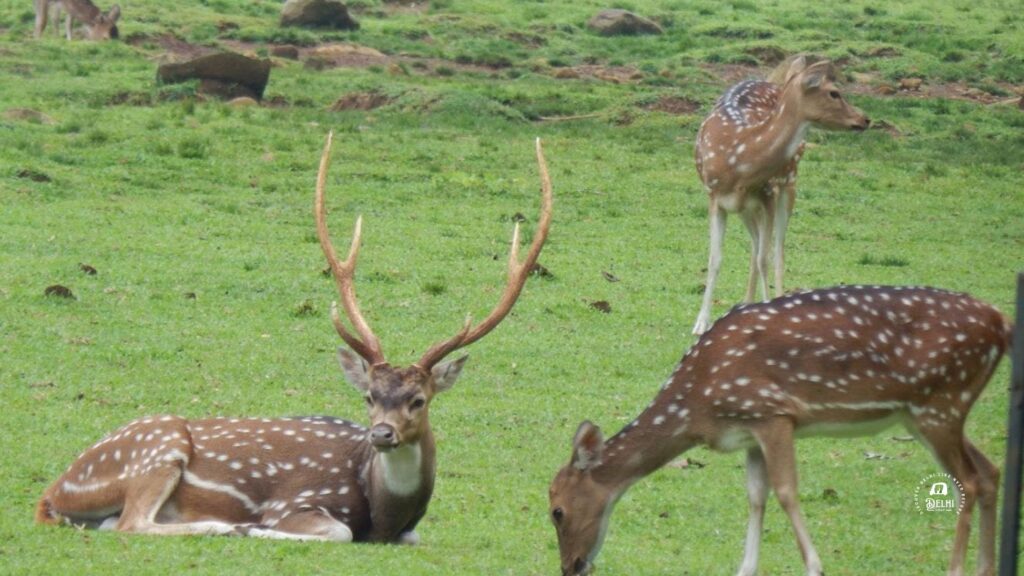 Delighting in the Beauty of Deer Park in Delhi - DelhiSnap